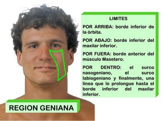 Regiones de la cara | PPT