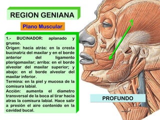 Regiones de la cara | PPT