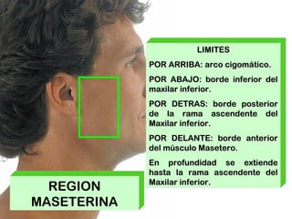Regiones de la cara | PPT