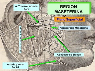 Regiones de la cara | PPT