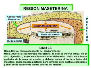 Regiones de la cara | PPT