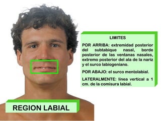 Regiones de la cara | PPT