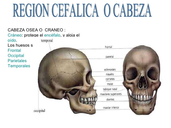 Regiones del cuerpo