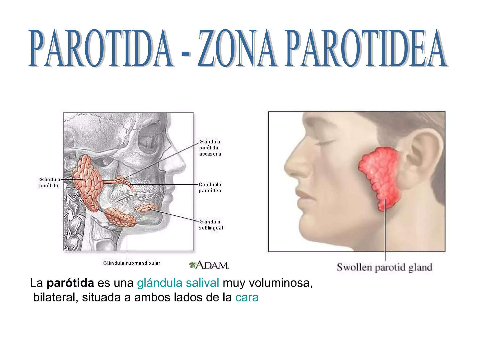 Regiones del cuerpo | PPT