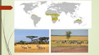 Regiones naturales del mundo.pptx