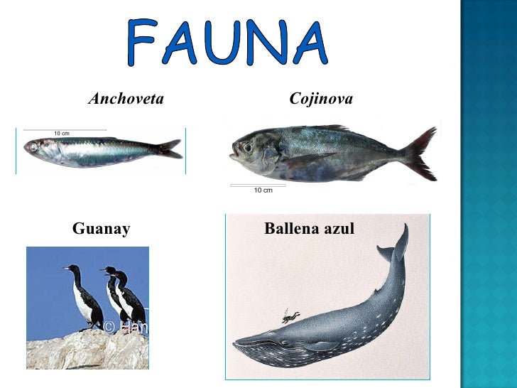 Fauna Del Mar Peruano Imagui