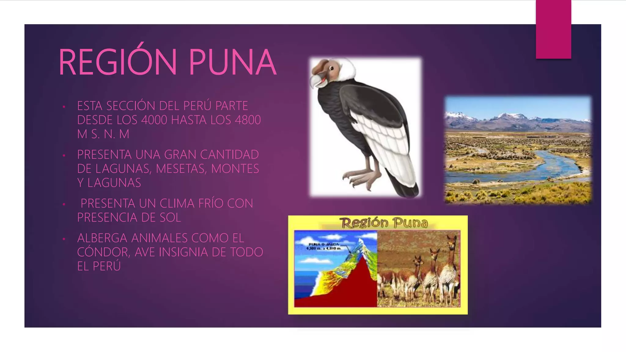 REGIONES NATURALES DEL PERU DANA.pptx