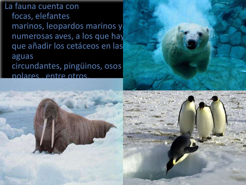 Presentación Regiones Polares