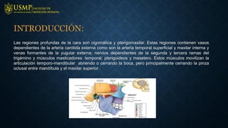 Regiones profundas de la cara I | PDF