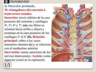Regiones Torax Pptx