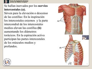 Regiones torax | PPTX