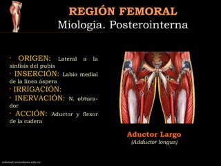 Region femoral | PPT