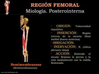 Region femoral | PPT