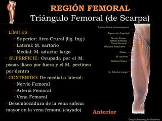 Region femoral | PPT