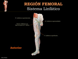 Region femoral | PPT