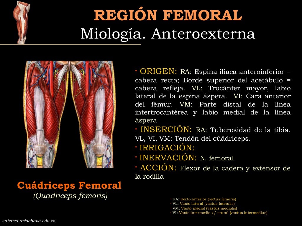 Region femoral
