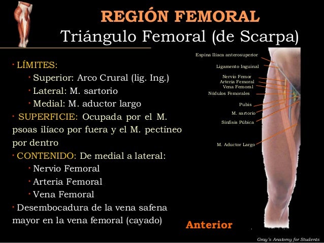 Region femoral