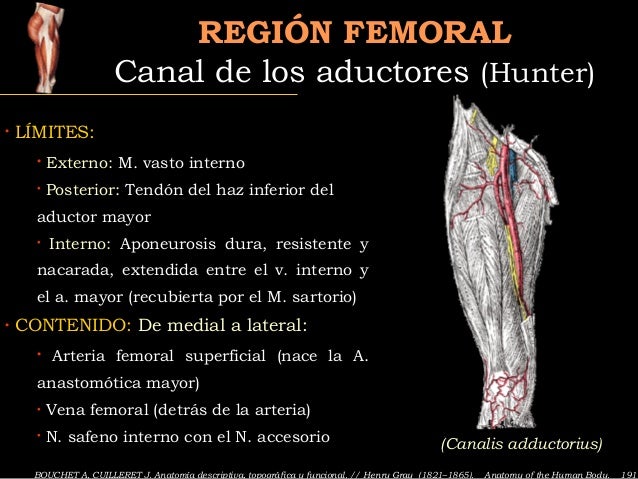 Region femoral
