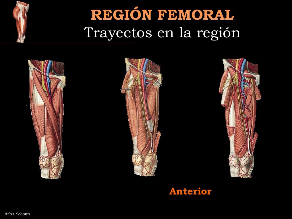 Region femoral