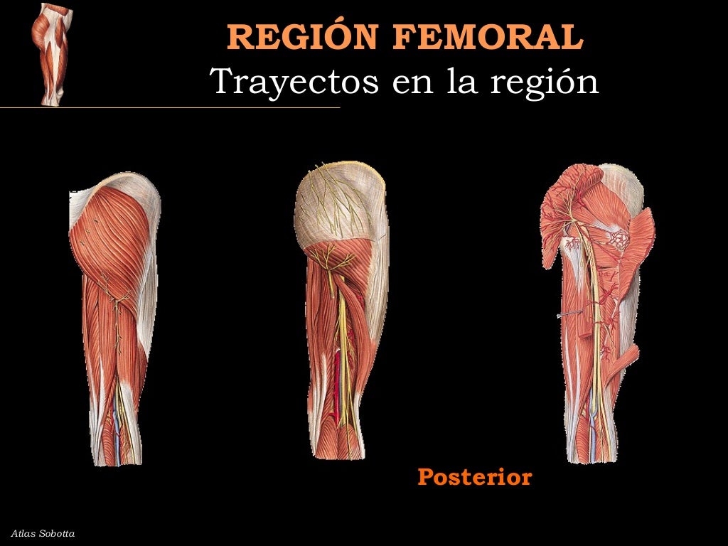 Femoral Region