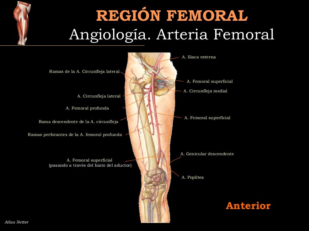 Region femoral