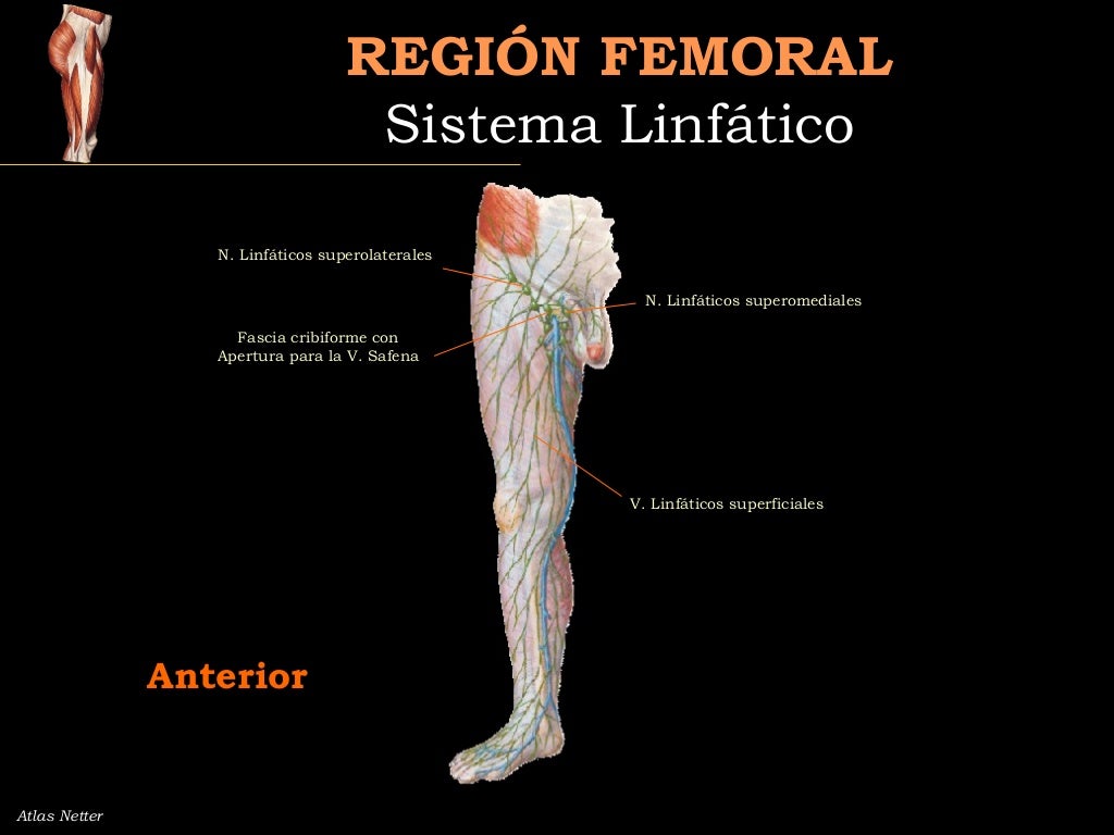 Region femoral