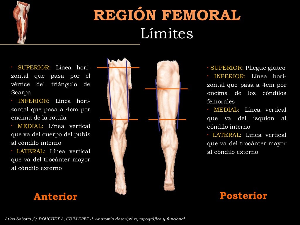 Region femoral