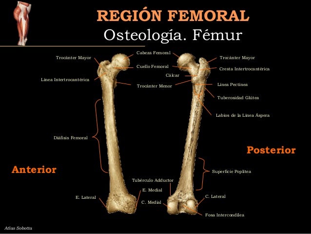 Región Femoral Anterior : Regiones del muslo, pierna y pie – IFTFXB