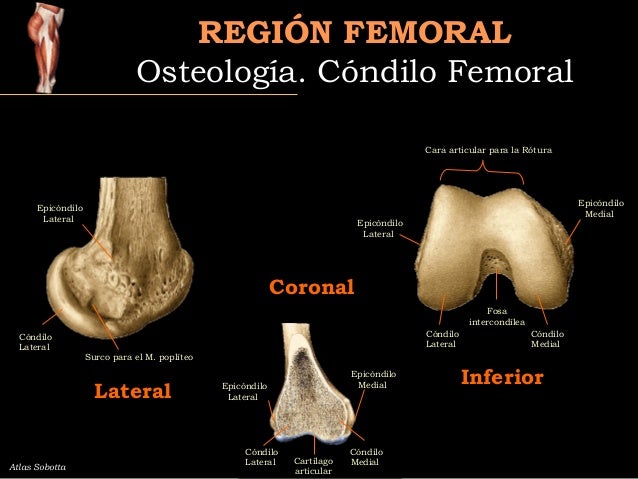 Region femoral