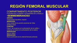 REGION FEMORAL de la pierna EQUIPO 1.pptx