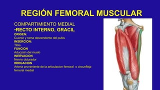 REGION FEMORAL de la pierna EQUIPO 1.pptx