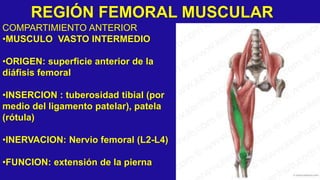REGION FEMORAL de la pierna EQUIPO 1.pptx