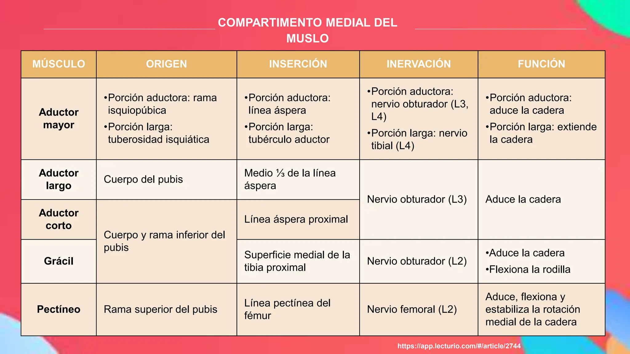 Región Femoral Liseeth region femoral anatomia | PPTX