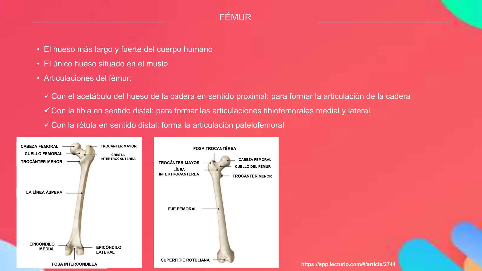 Región Femoral Liseeth region femoral anatomia | PPTX