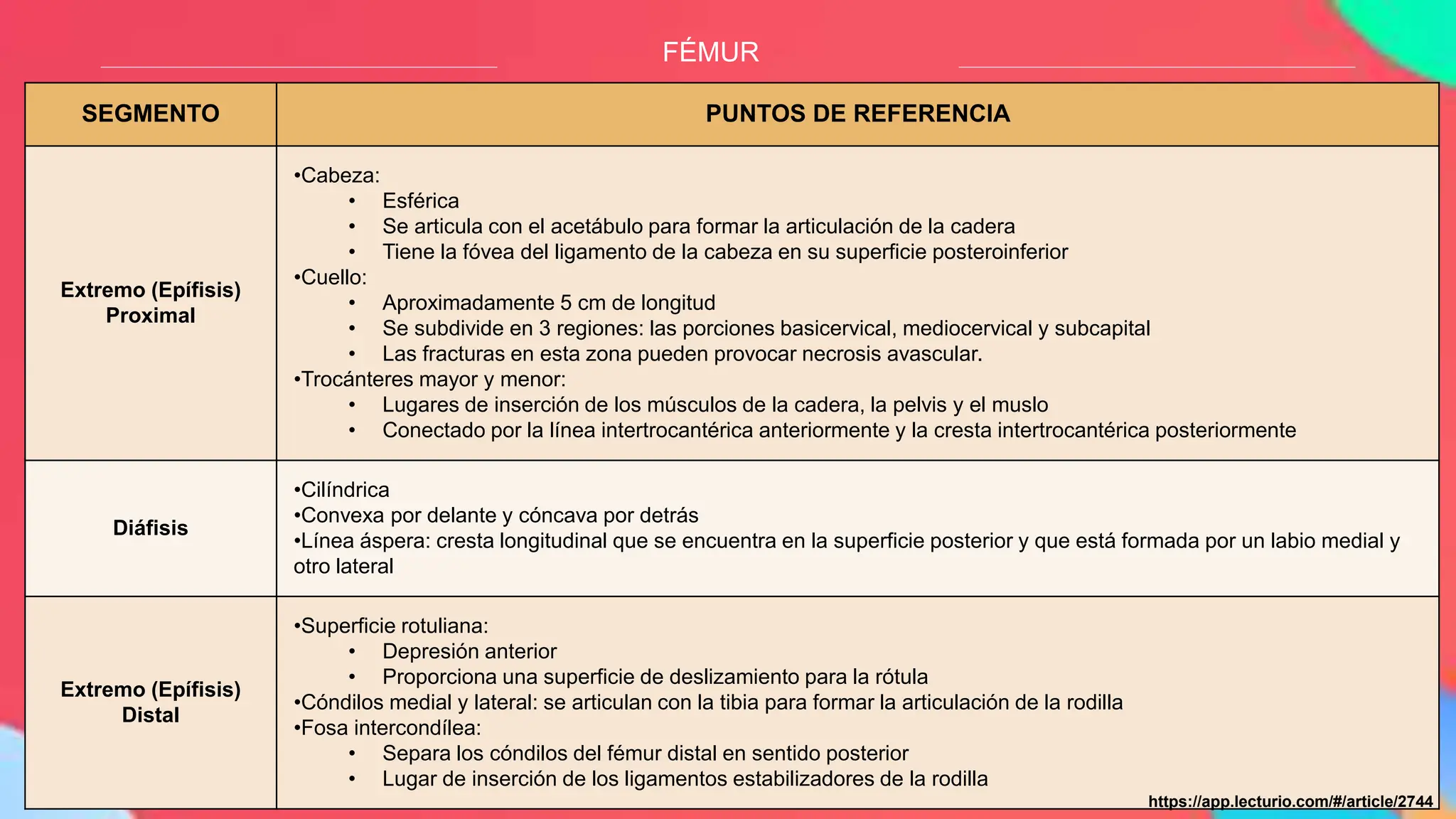 Región Femoral Liseeth region femoral anatomia | PPTX