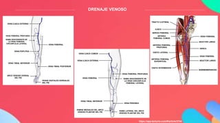 Región Femoral Liseeth region femoral anatomia | PPTX