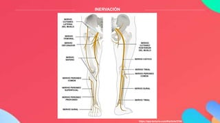 Región Femoral Liseeth region femoral anatomia | PPTX