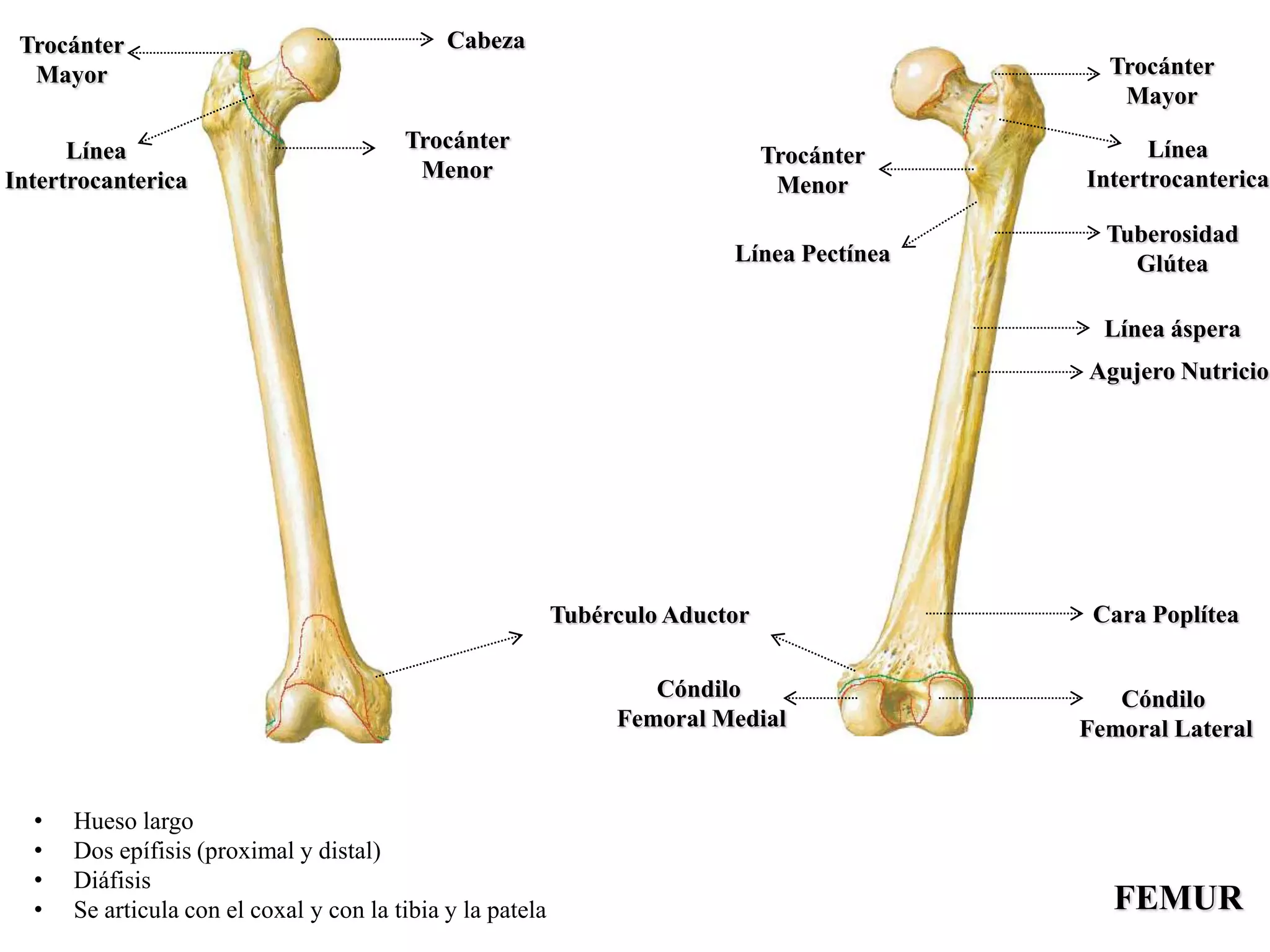 Region femoral, rodilla, pierna y pie | PPTX