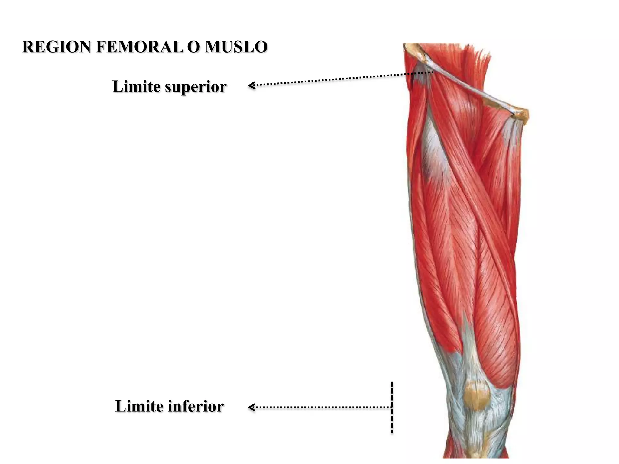 Region femoral, rodilla, pierna y pie | PPTX