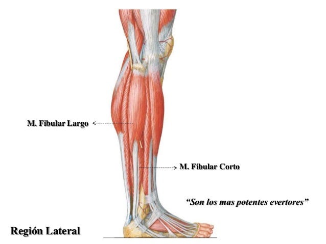 Region femoral, rodilla, pierna y pie