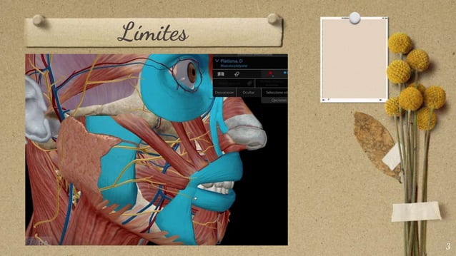 region geniana.pptx | Blood Disorders | Diseases and Conditions