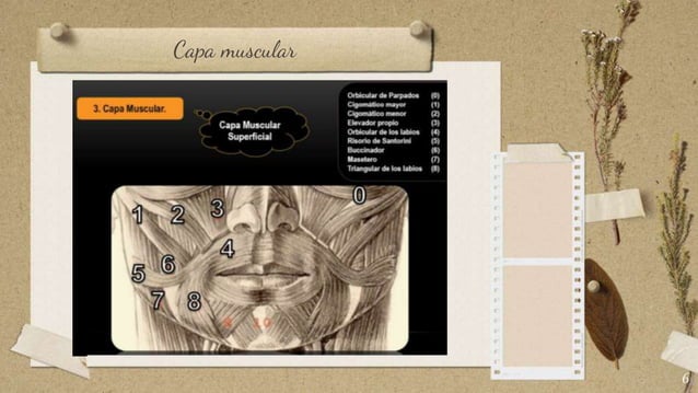 region geniana.pptx | Blood Disorders | Diseases and Conditions