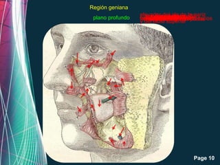 Region geniana tema 2 | PPTX