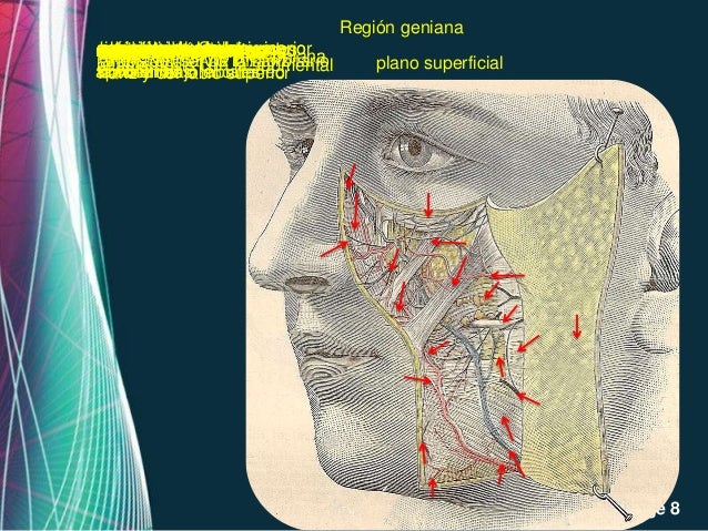 Region geniana tema 2