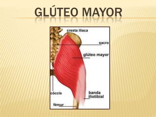 Region glutea | PPTX