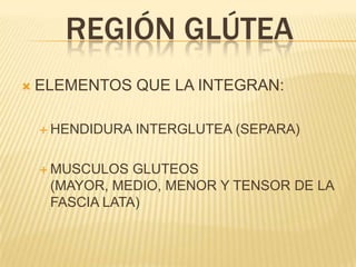 Region glutea | PPTX