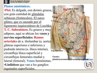 Region glutea | PPTX