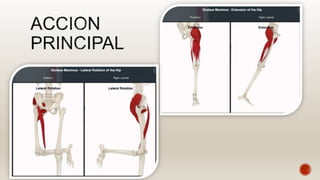 UAS Anatomia Region Glutea | PPTX