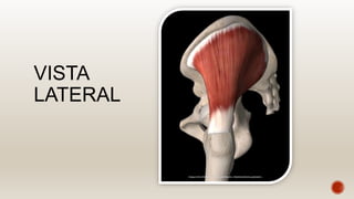 UAS Anatomia Region Glutea | PPTX