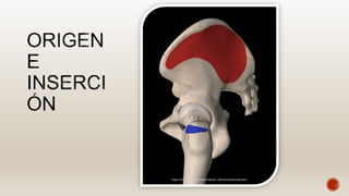 UAS Anatomia Region Glutea | PPTX